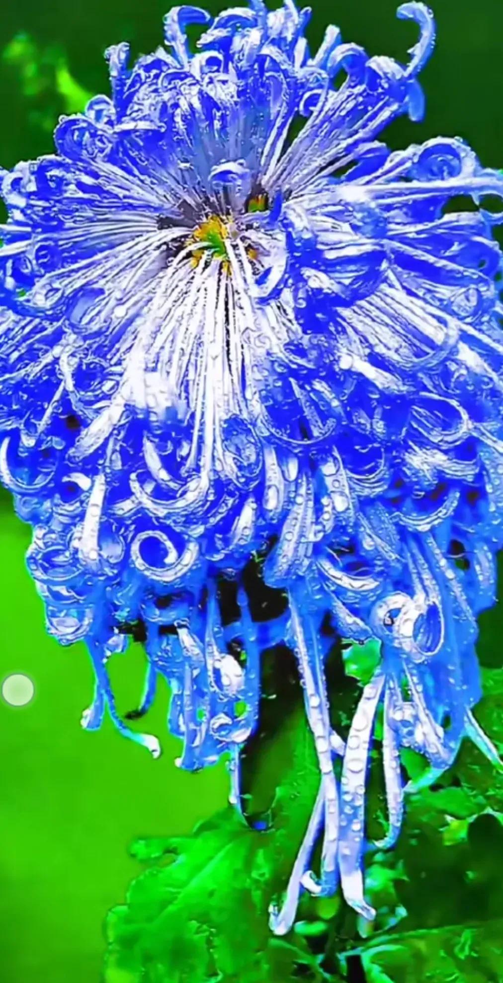 Palindrome Poem "Autumn Chrysanthemum" - iNEWS