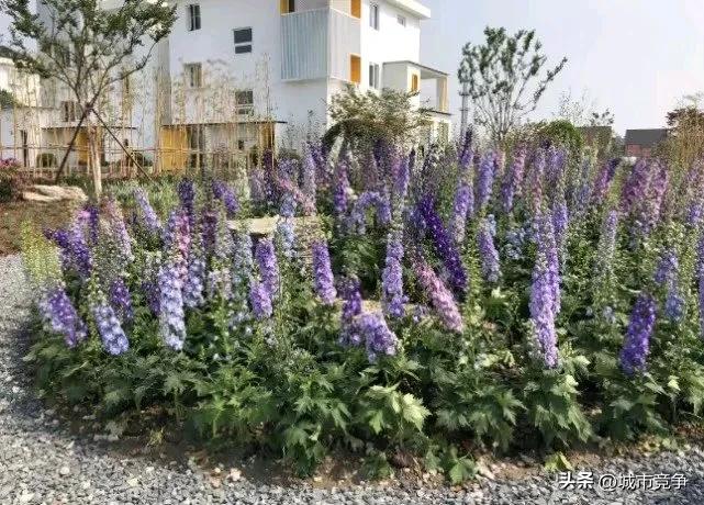 Top 10 "Poisonous" Flowers - iNEWS