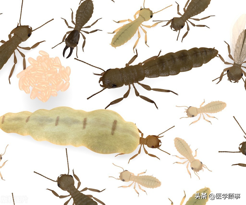 Study on gut microbes of termites - iNEWS