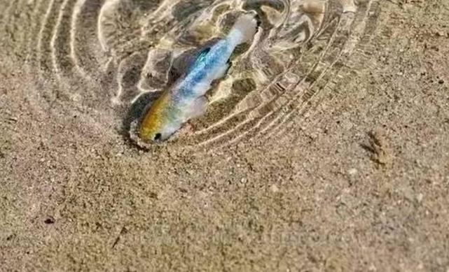 Desert fish, isolated from the world for 50,000 years, can only survive ...