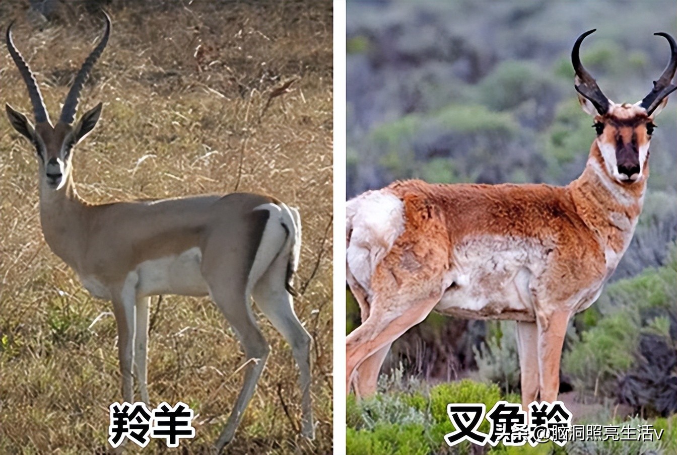 9 pairs of similar animals that are often confused by many people ...