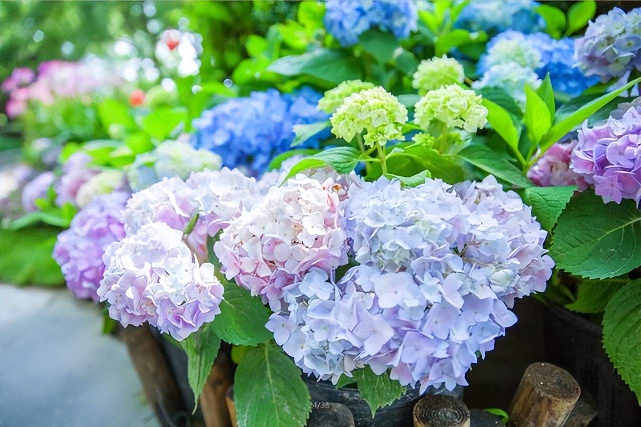 Tell you the "method" of hydrangea maintenance, without rotten roots ...