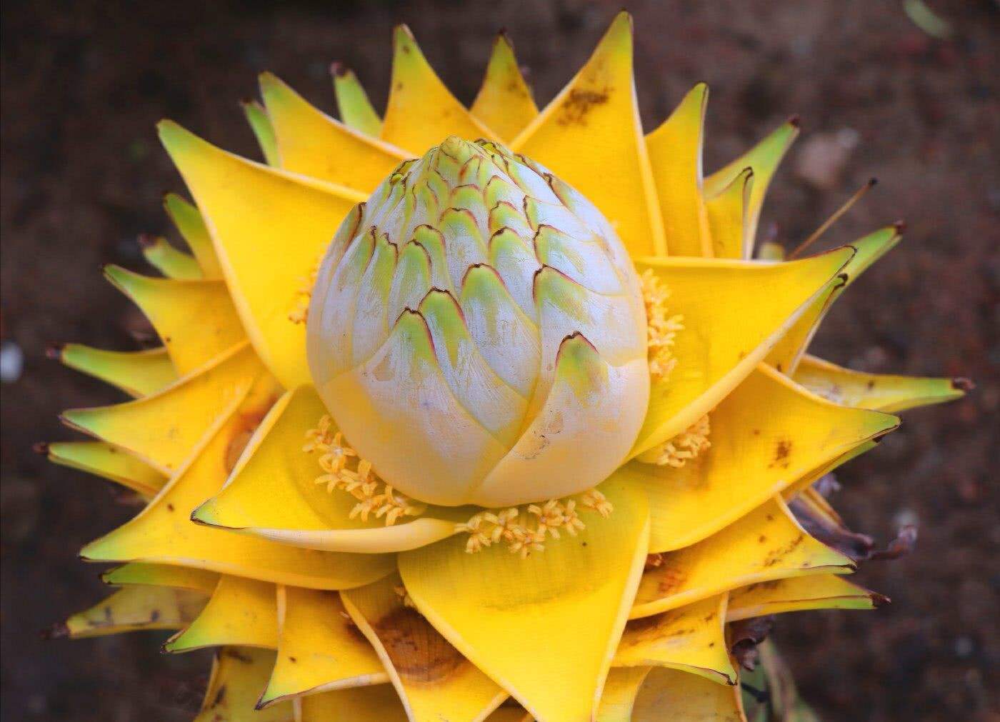 6 kinds of "overlord flowers", few people have heard of them, but they ...