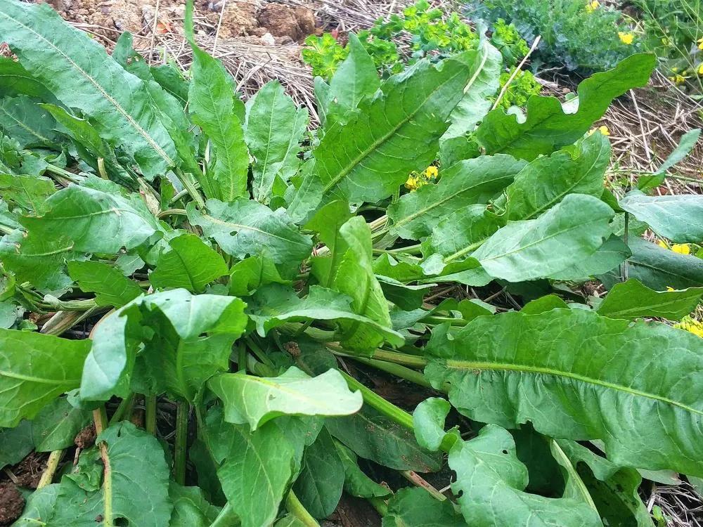 wild spinach - iMedia