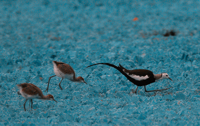 I was amazed, and such a beautiful bird - iNEWS