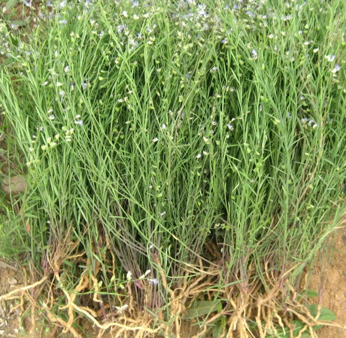 Polygala that we dug in those years - iNEWS