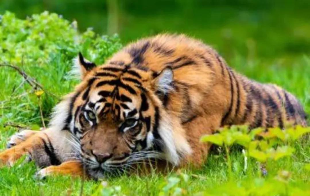 The past and present of the South China tiger - iNEWS
