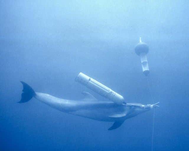 Israeli "agent" was captured, it turned out to be a dolphin soldier in ...