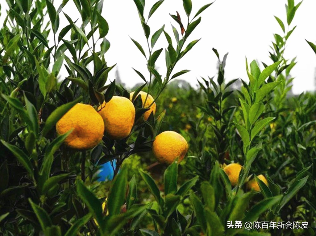 How to make mandarin tea, what are the craftsmanship and ...