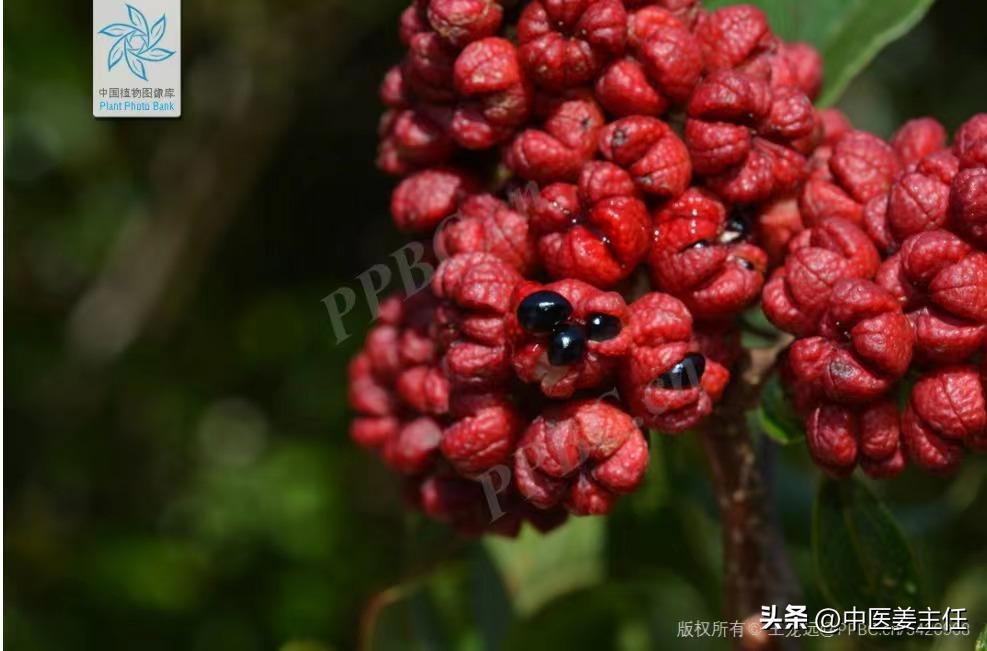 Share commonly used anti-cancer traditional Chinese medicine - Evodia ...