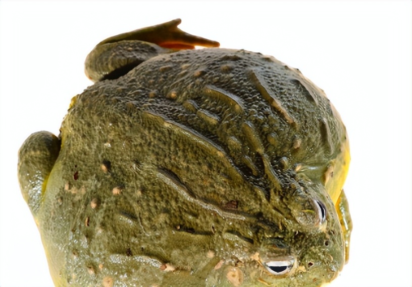 African Bullfrogs: Amphibious Giants of the Continent - iNEWS