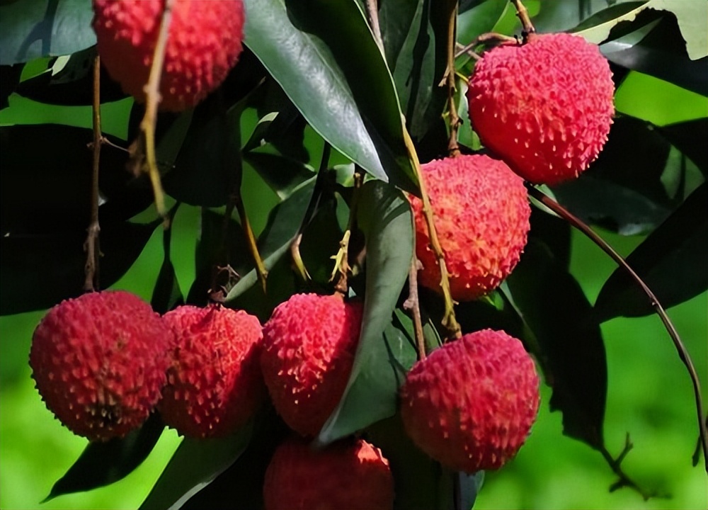 Do not plant lychee trees here to avoid bad luck! - iNEWS
