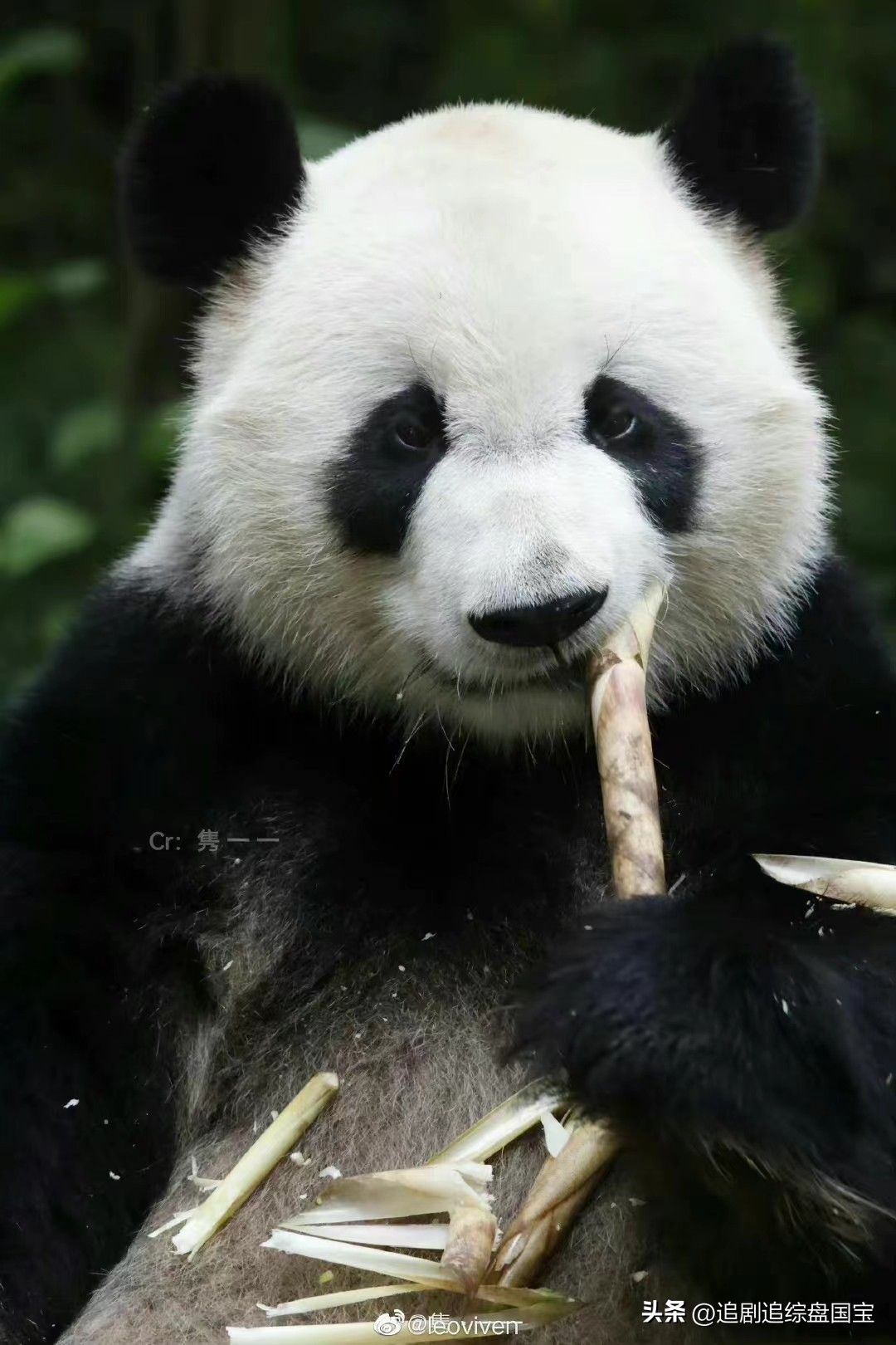 "Pumpkin Wild Spokesperson" Giant Panda Meilan Rourou in Pan Guobao ...