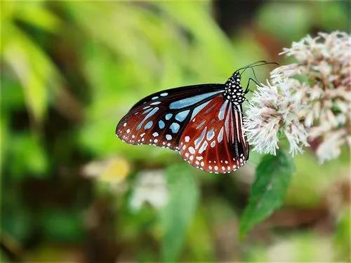 Zhuangzi's Dreams and Teachings (1) - Butterfly Dream - iMedia