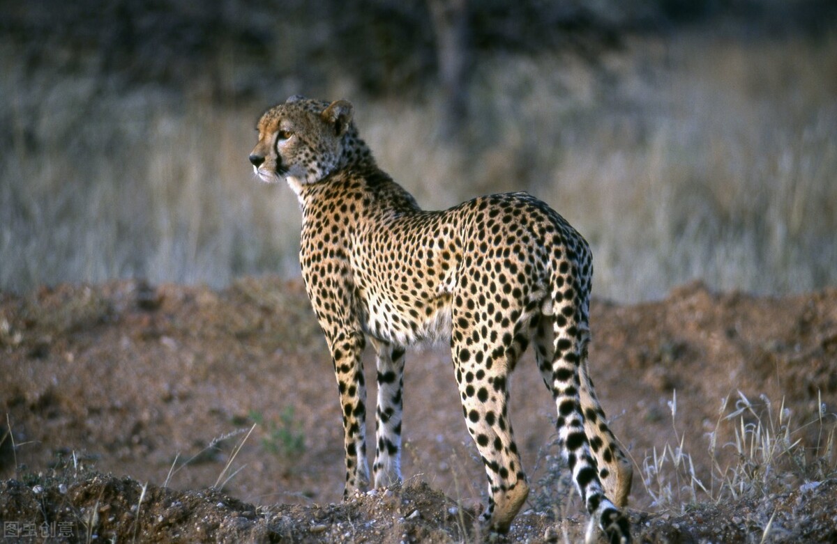 Gray wolf vs cheetah, who is more powerful? - iNEWS