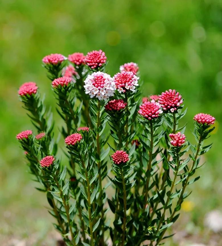 Wolf Poison Flower, although the flower is beautiful, it is poisonous ...