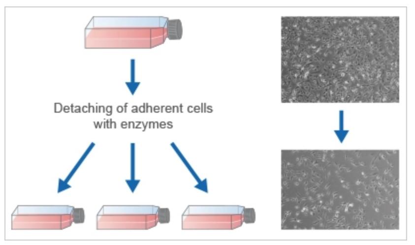 A compulsory course for beginners in biological research - cell ...