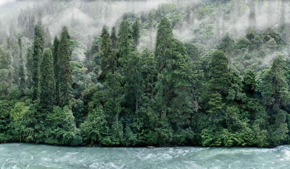 83.4 meters, the life-size photo of the tallest tree in China - iNEWS