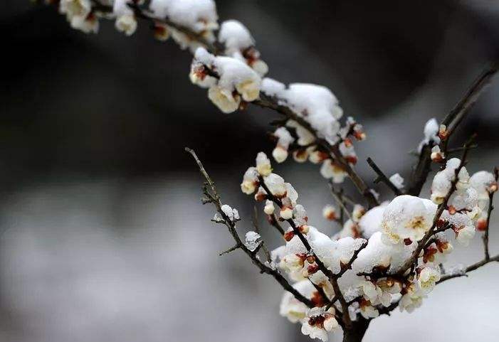 Falling down with tenderness and prosperousness, turning into spring ...