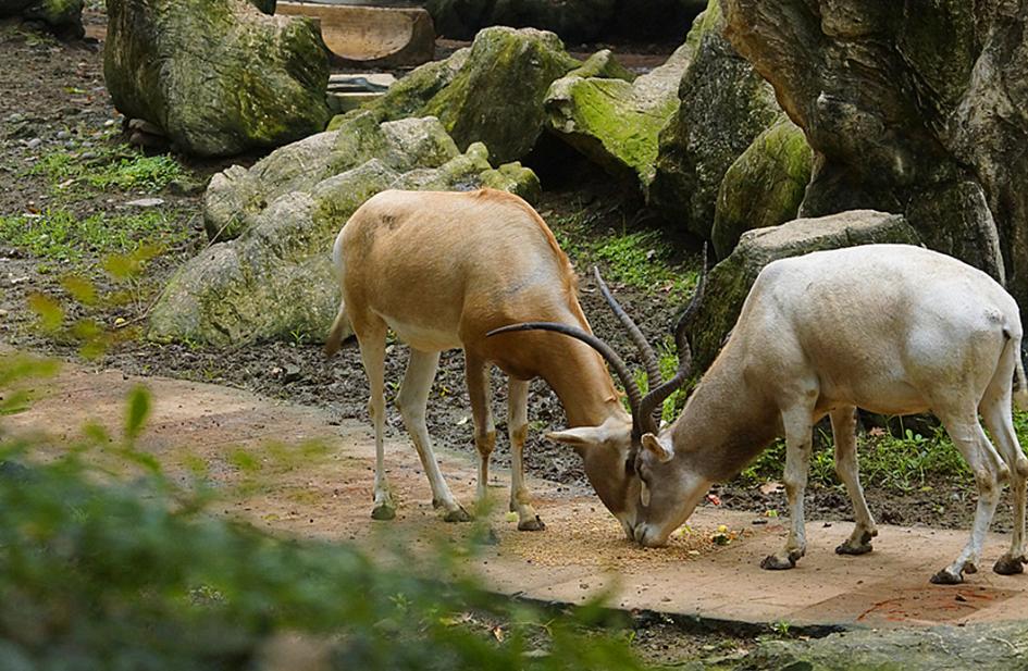 Animal mating time, the shortest is only 1 second? Can you believe it ...