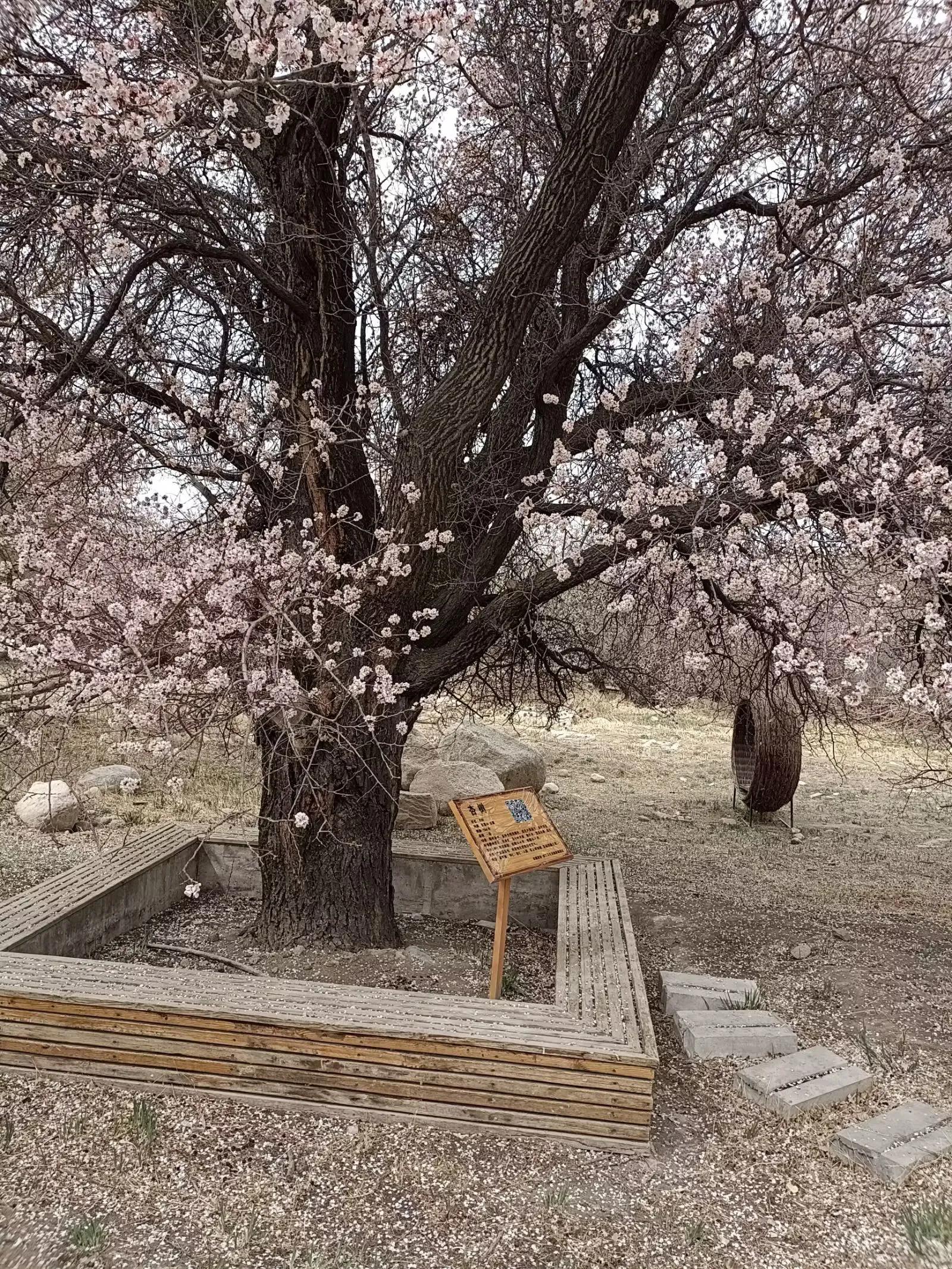 Hami in my eyes, there are thousand-year-old monuments and hundreds ...