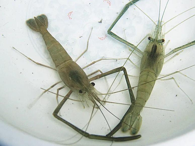 Food Encyclopedia - Shrimp - iNEWS