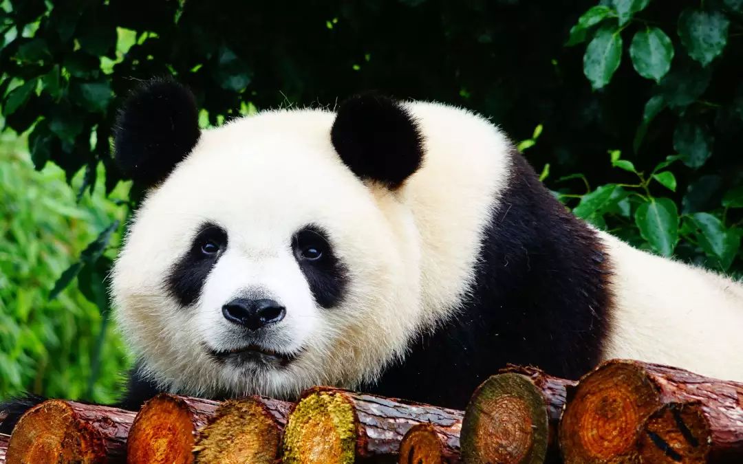 Giant Pandas: Survivors of Rare Living Fossils - iNEWS