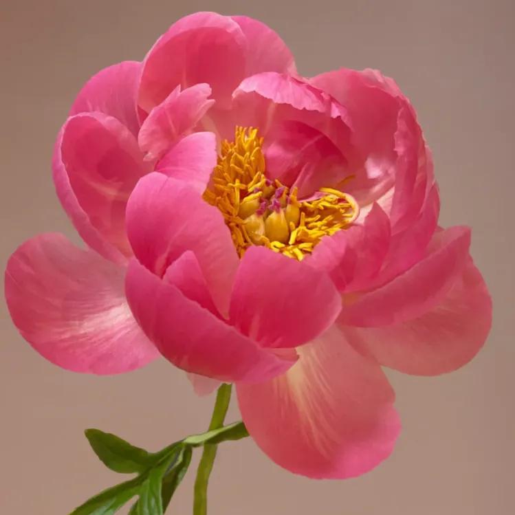 Share pictures, flowers are in full bloom, hundreds of flowers are in ...