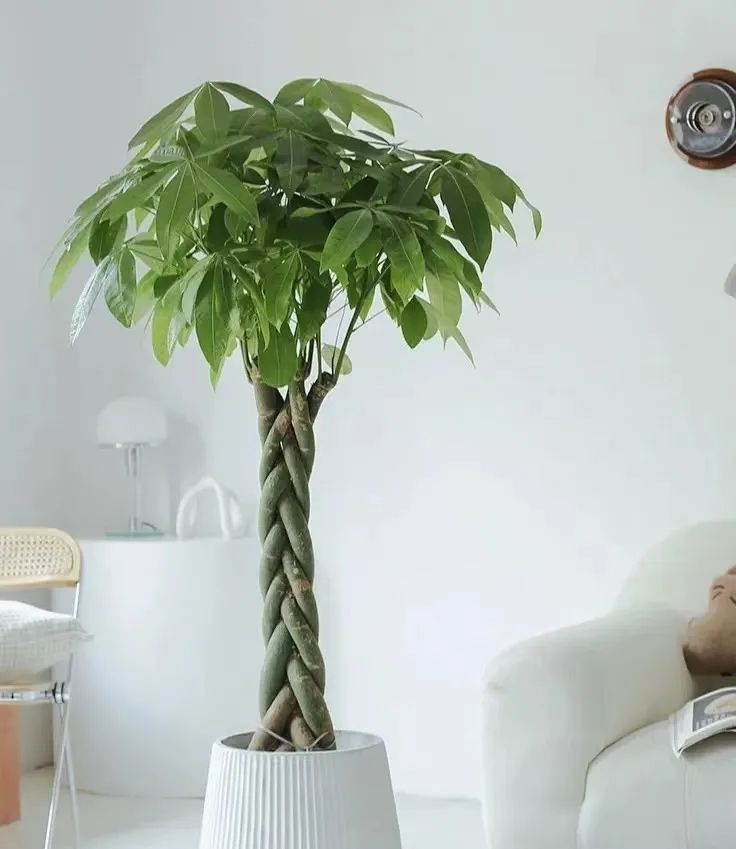 Knowing this knowledge, the rich tree will no longer have yellow leaves ...