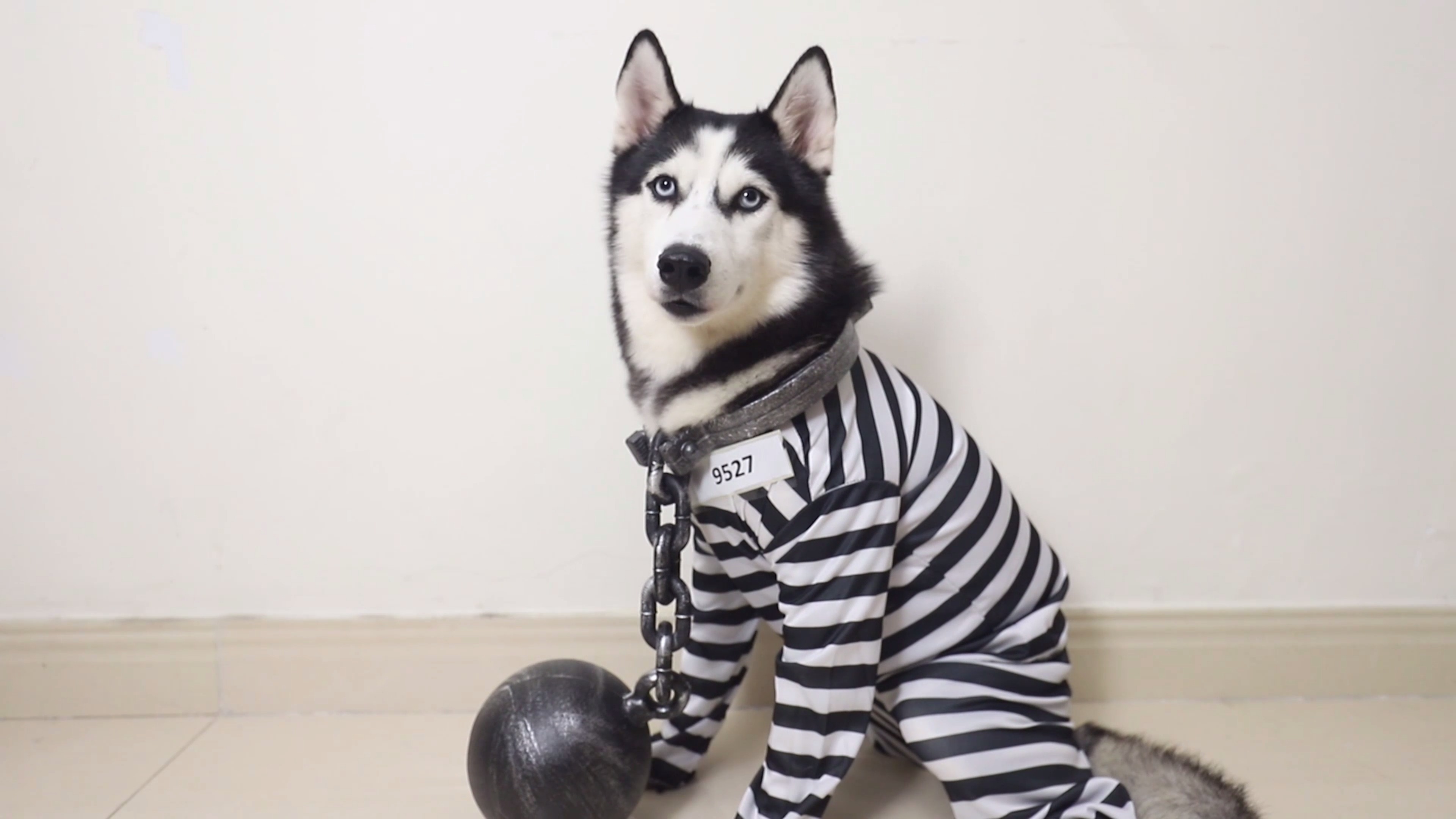 Why is "Husky" said to be the most "silly" dog? - iNEWS