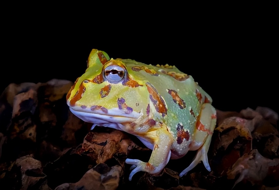 Feeding and Care of Horned Frogs: Exploring the Underwater Fantasy ...