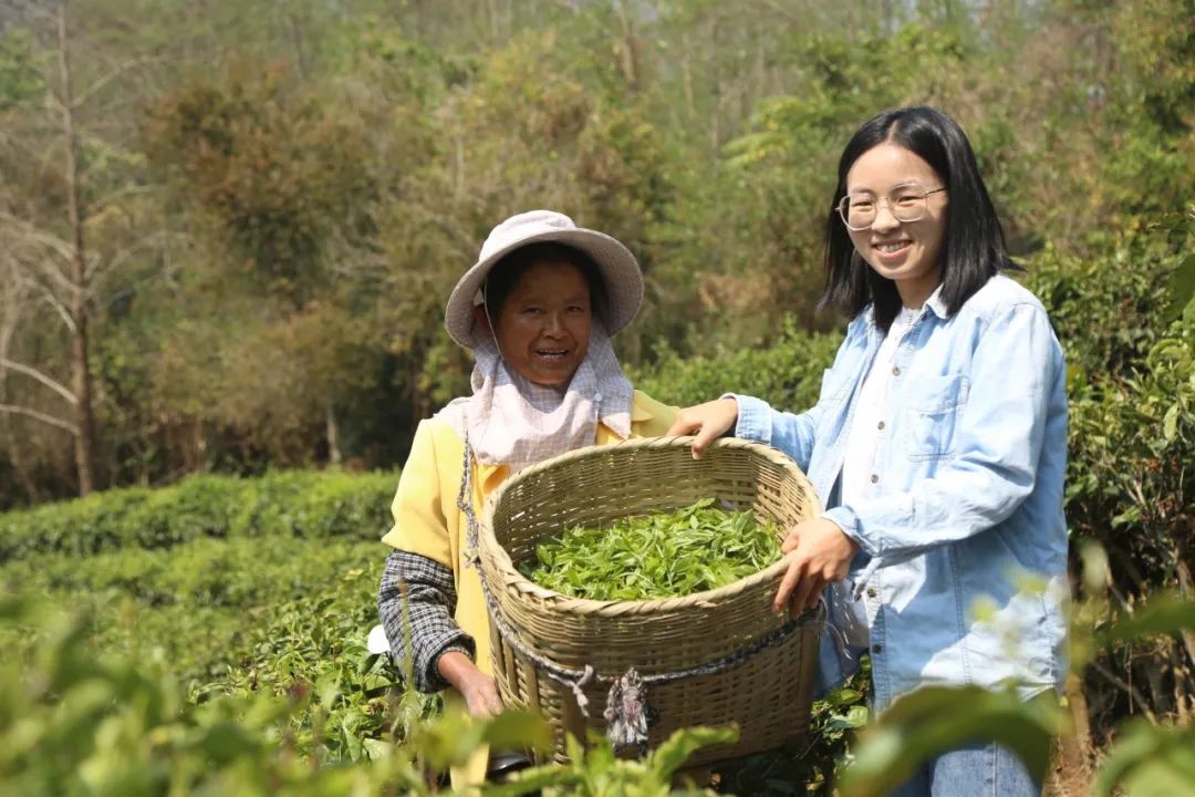 Yaoguan Town: New Tea Fragrance on Old Tea Trees - iNEWS