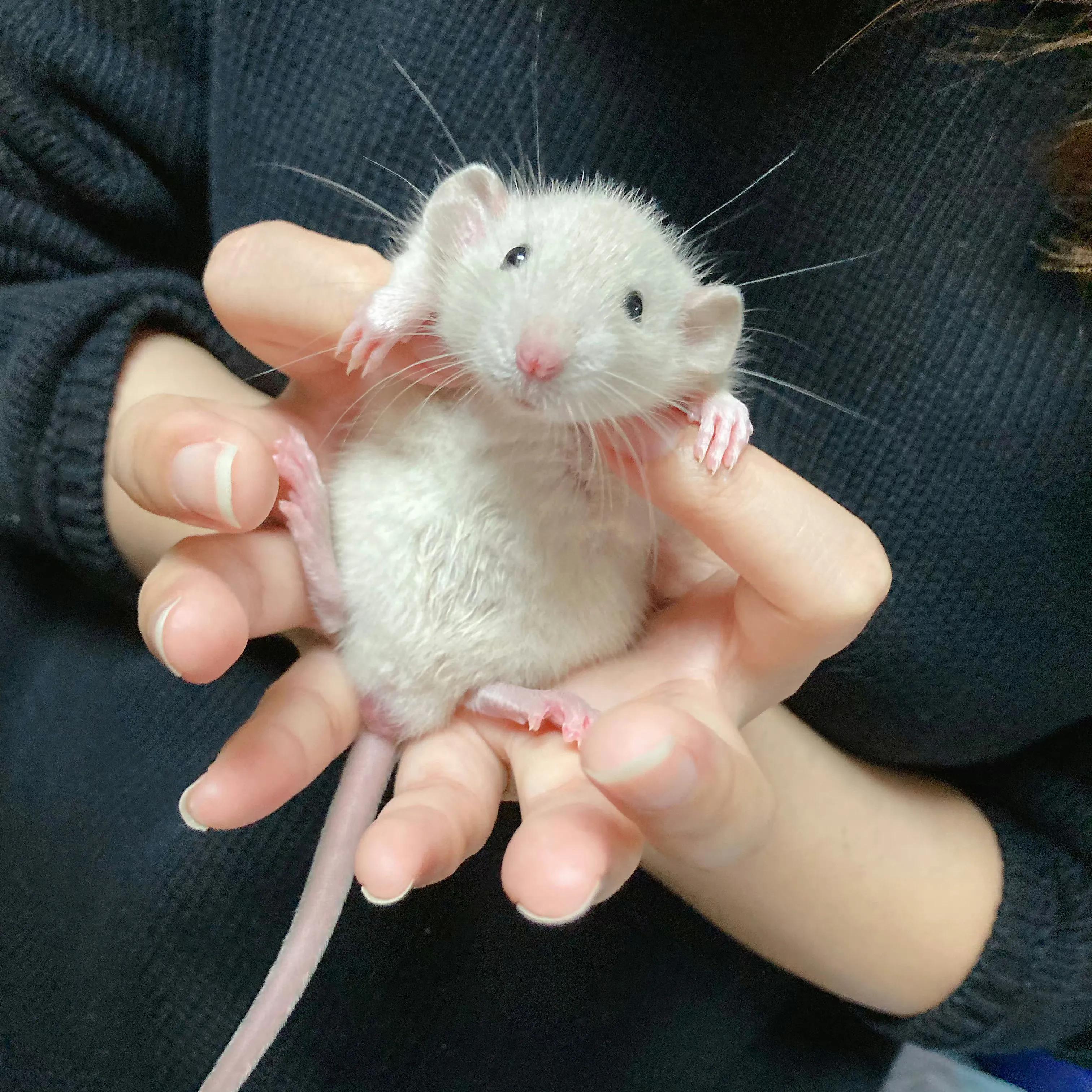 The story of the mouse that crossed the street and finally became a ...