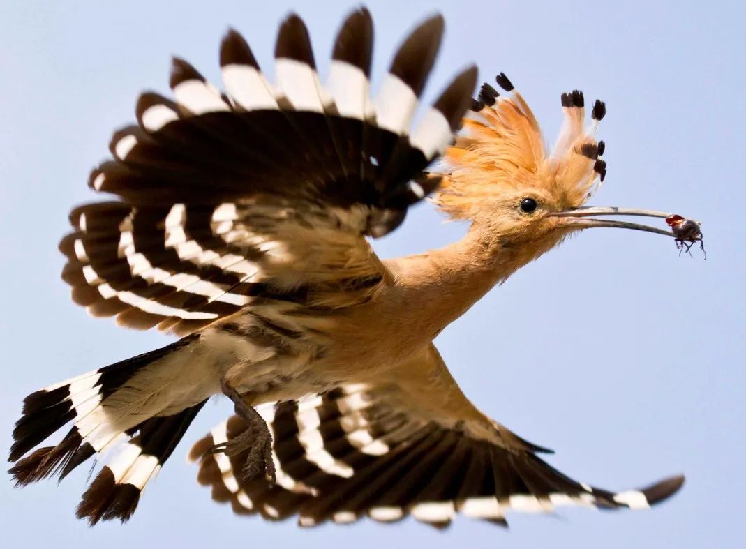 Why is the hoopoe, Israel's national bird, so smelly? Gorgeous ...