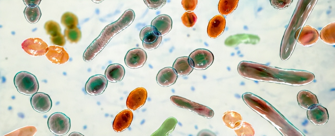 The "microcosm" of the human body: microbiome and our health - iNEWS