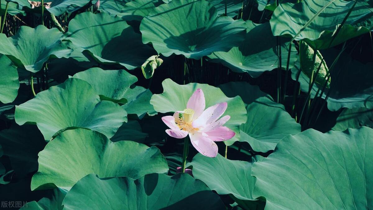 Folk proverbs say, "There will be thunder in the summer solstice and ...