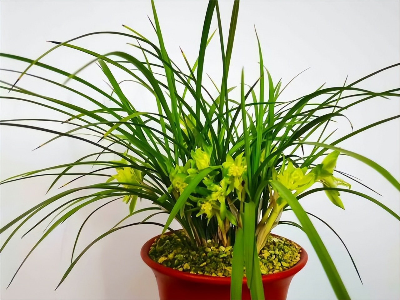 When you were born in what month, there will be a "Flower God" to ...