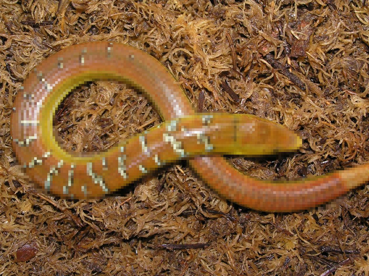 The "broken snake" in the old man's mouth is a hybrid of a snake and a ...