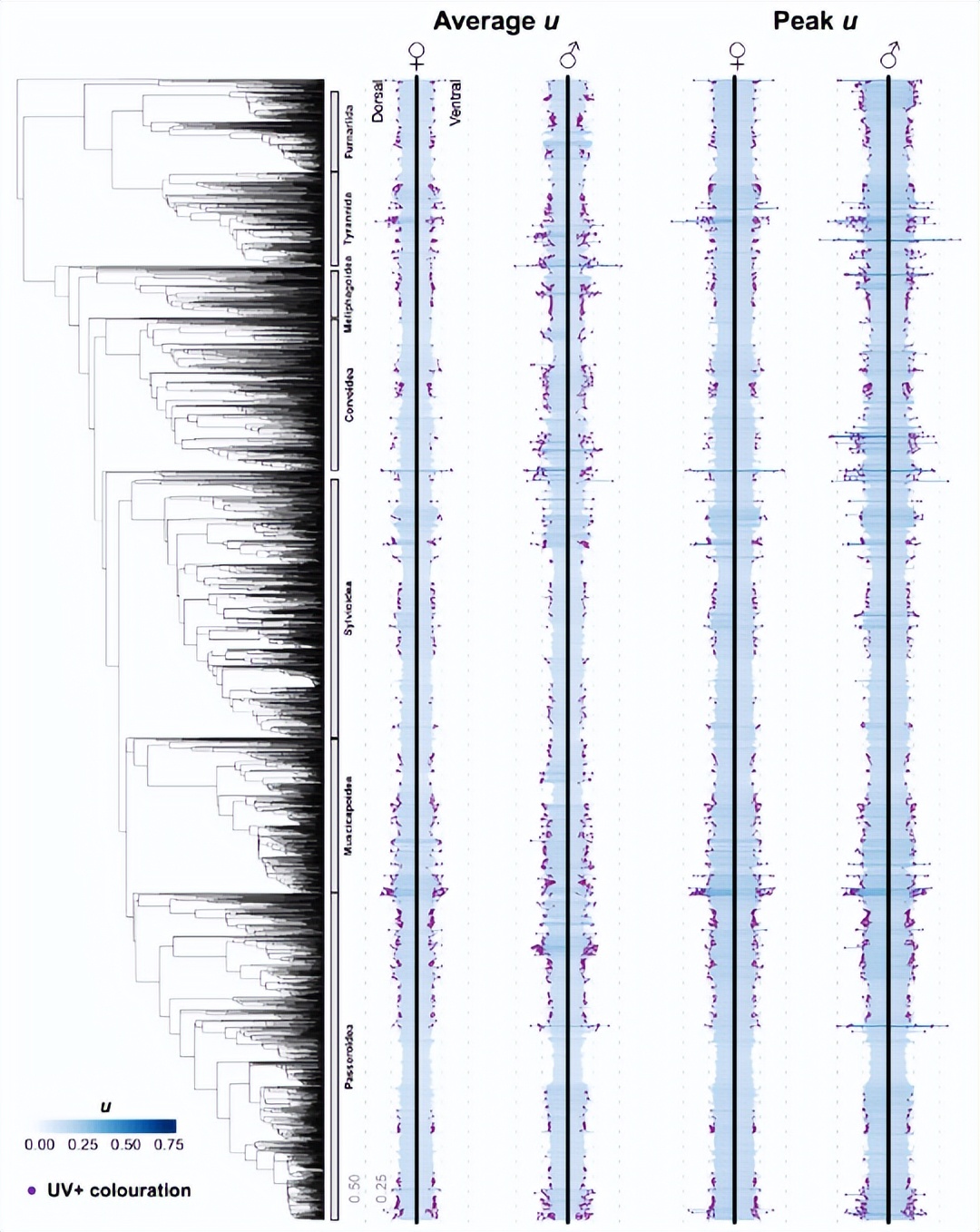 Deep learning image segmentation reveals patterns in parrot UV ...