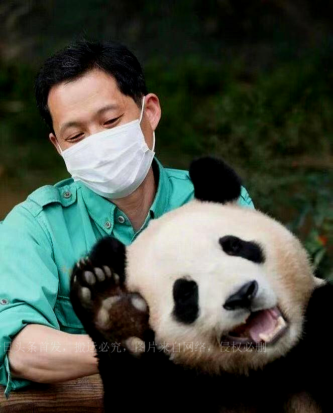 The giant panda "Fu Bao" will return to China earlier than expected ...