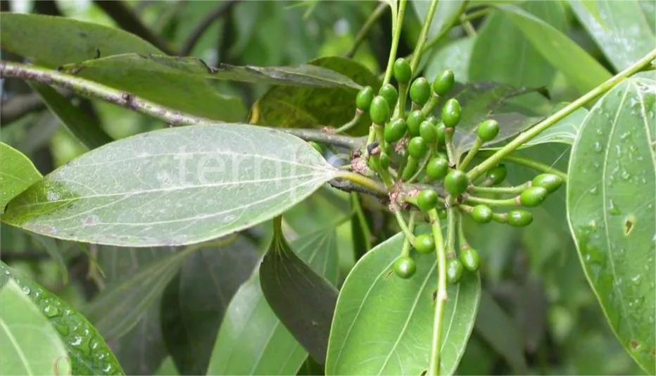 Economic tree - cinnamon - iNEWS