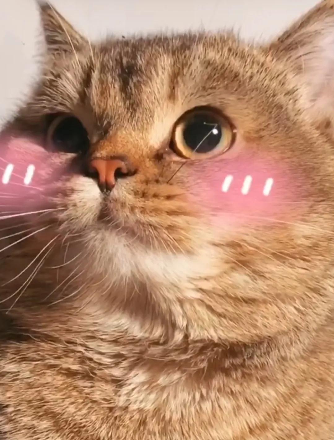 Douyin million cute pet blogger Caesarcat - has the most complicated ...