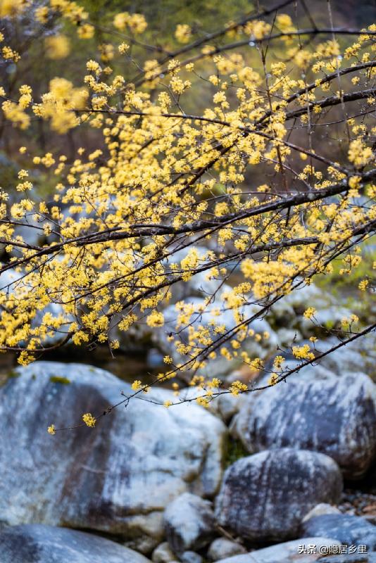 Ten miles of spring breeze, thousands of acres of flowers, the most ...