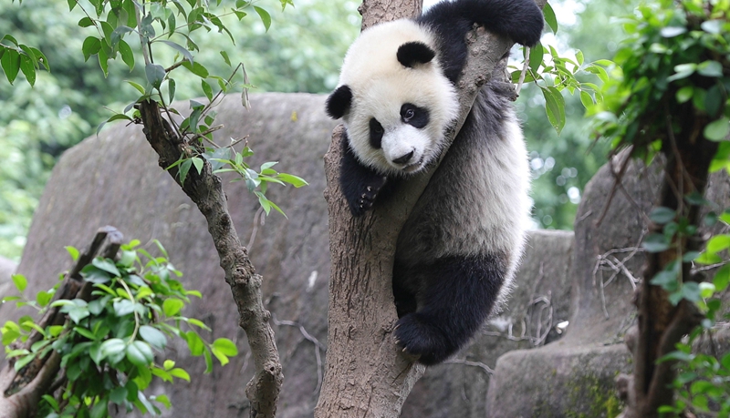 World Heritage Conservation Plan: How to Protect "Sichuan Giant Panda ...