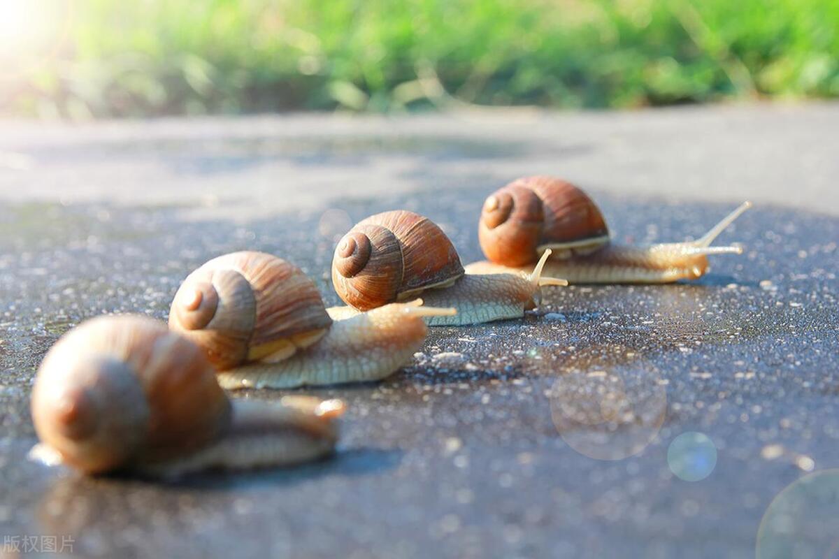 Are snails poisonous? Why can't snails be touched after rain? What ...