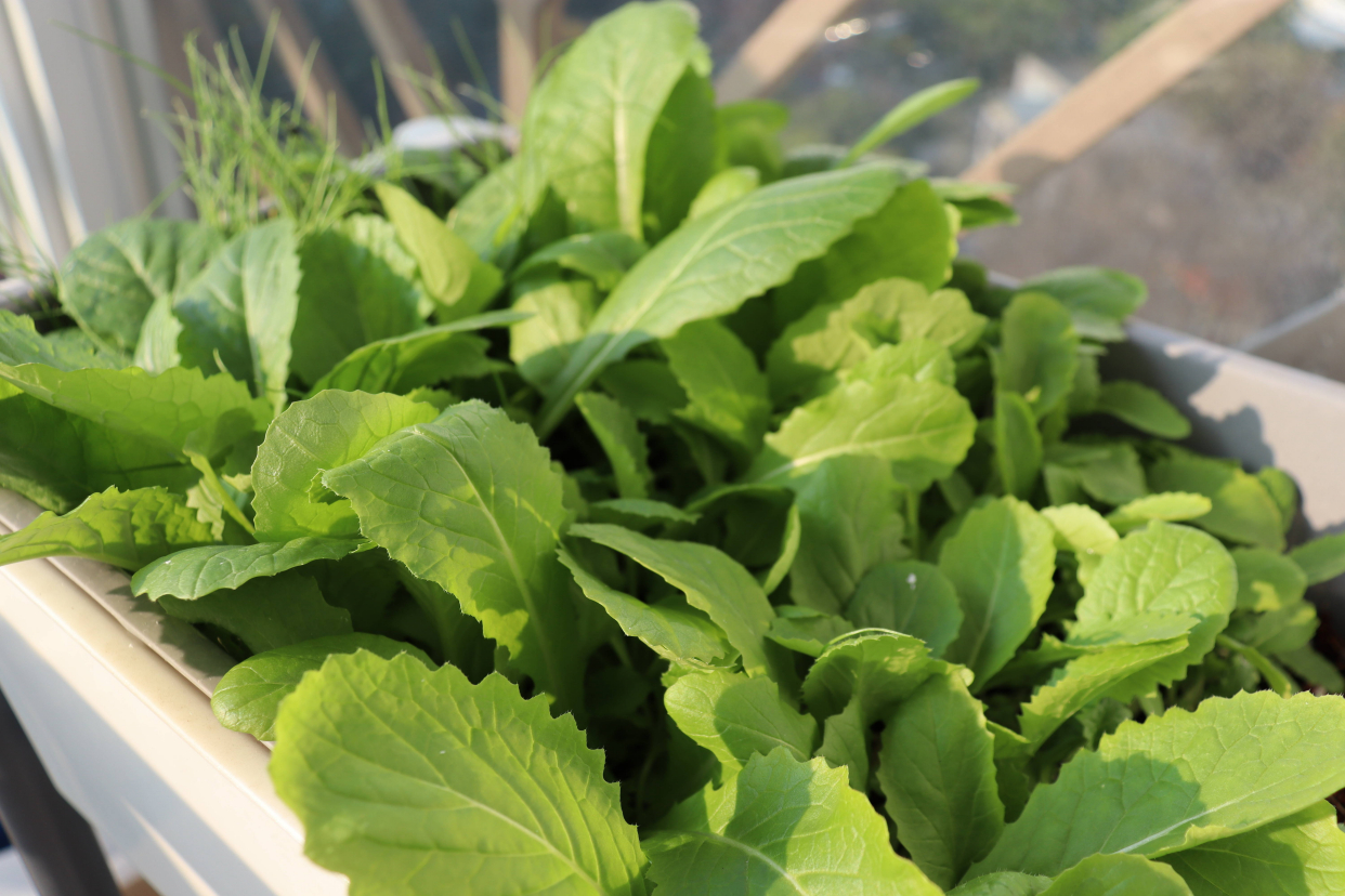 It only takes 3 steps to grow cabbage on the balcony. It germinates ...