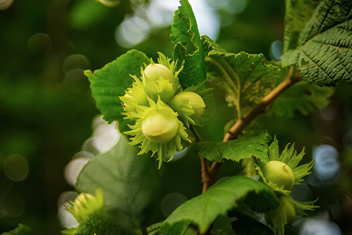 Hazelnuts are known as the "King of Nuts" and are also a treasure house ...