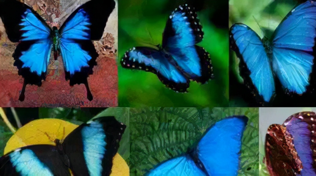 The most horrible butterflies in the world which are the most poisonous ...