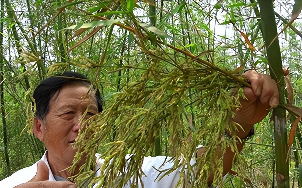 Oriental Magic Rice evolves into a bamboo rice giant, with a fragrant 2 ...