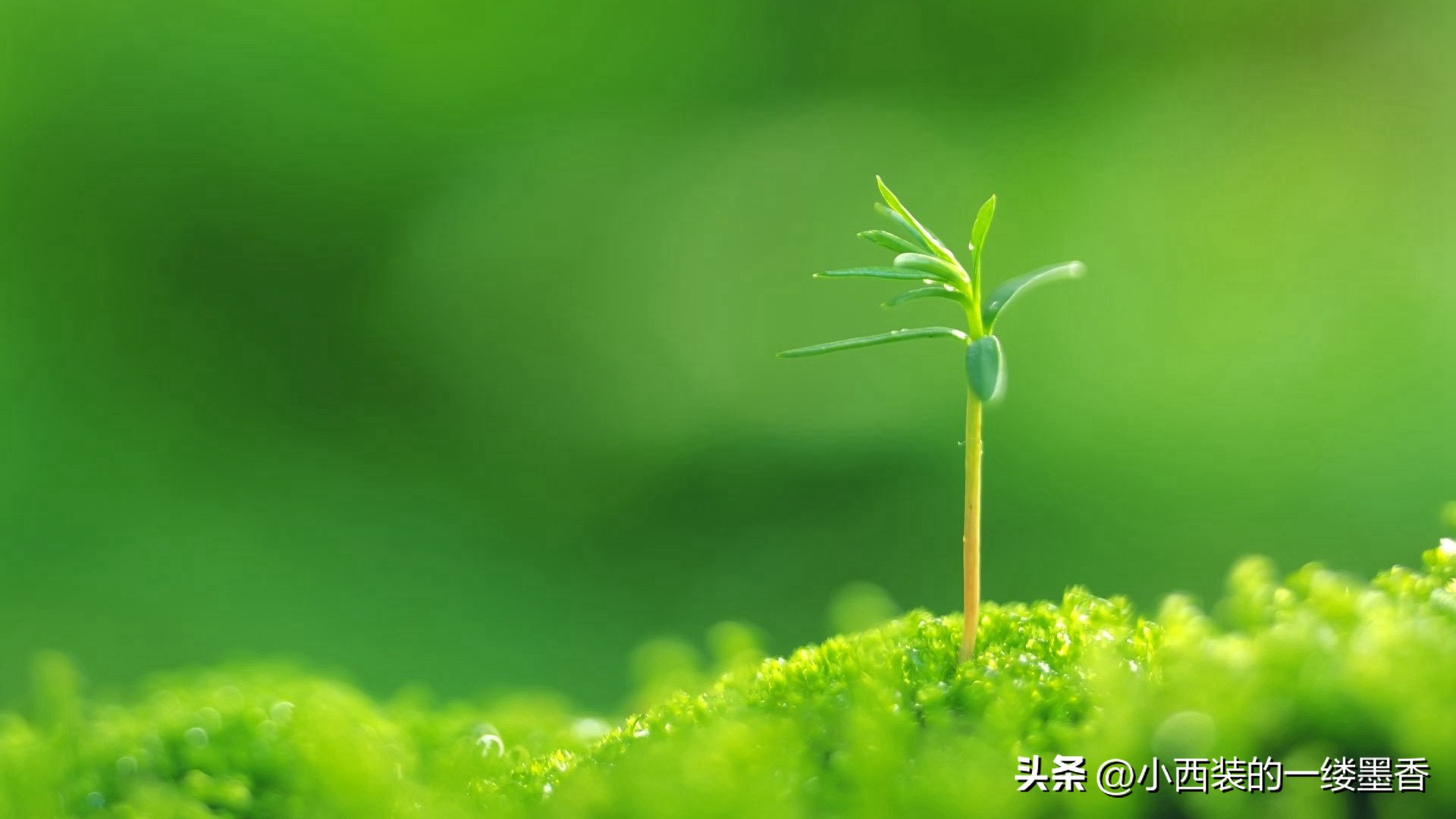 The most prosperous zodiac sign in the twilight years, five blessings ...